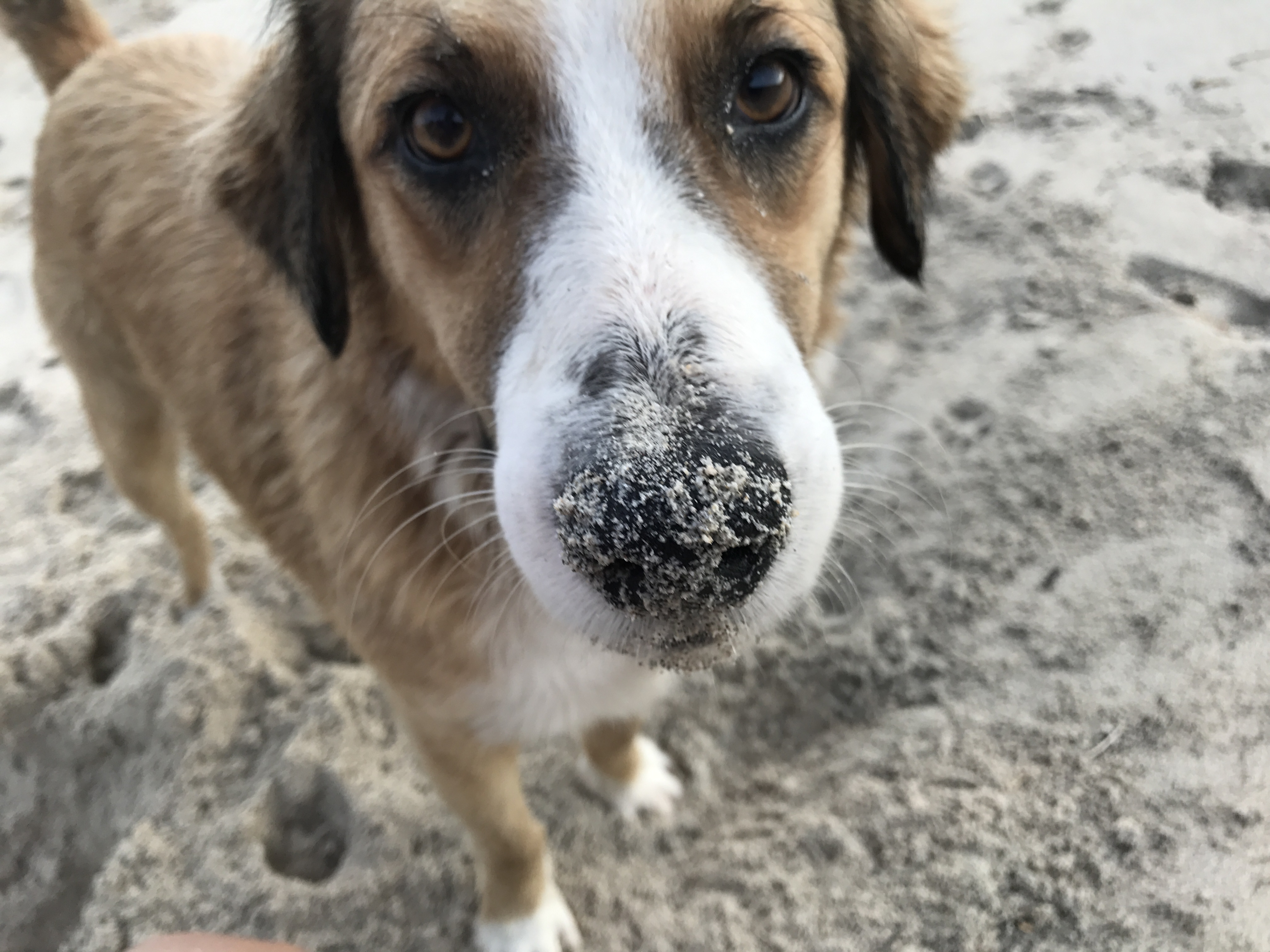 Healthy Pets, Healthy Island Program – Coconut Mutts